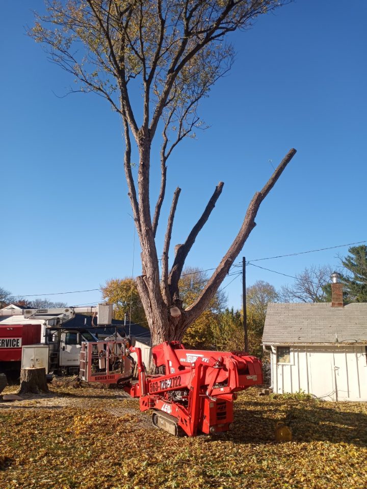 Expert Tree Trimming Services by Bieniek Tree Service