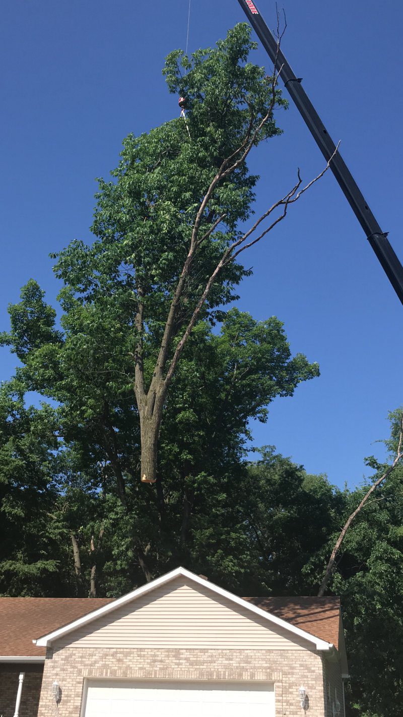 Expert Tree Trimming Services by Bieniek Tree Service